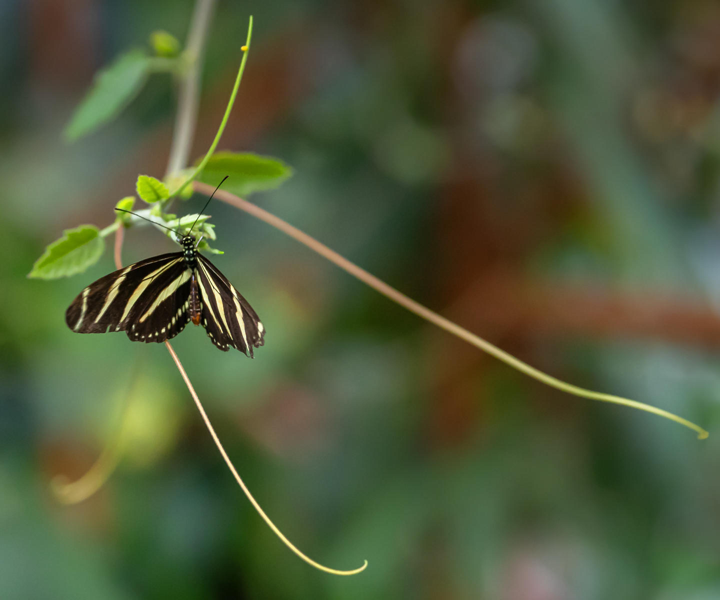 Insects | | Marisa Bascope Photo