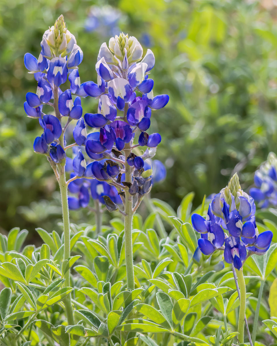 Flowers | | Marisa Bascope Photo