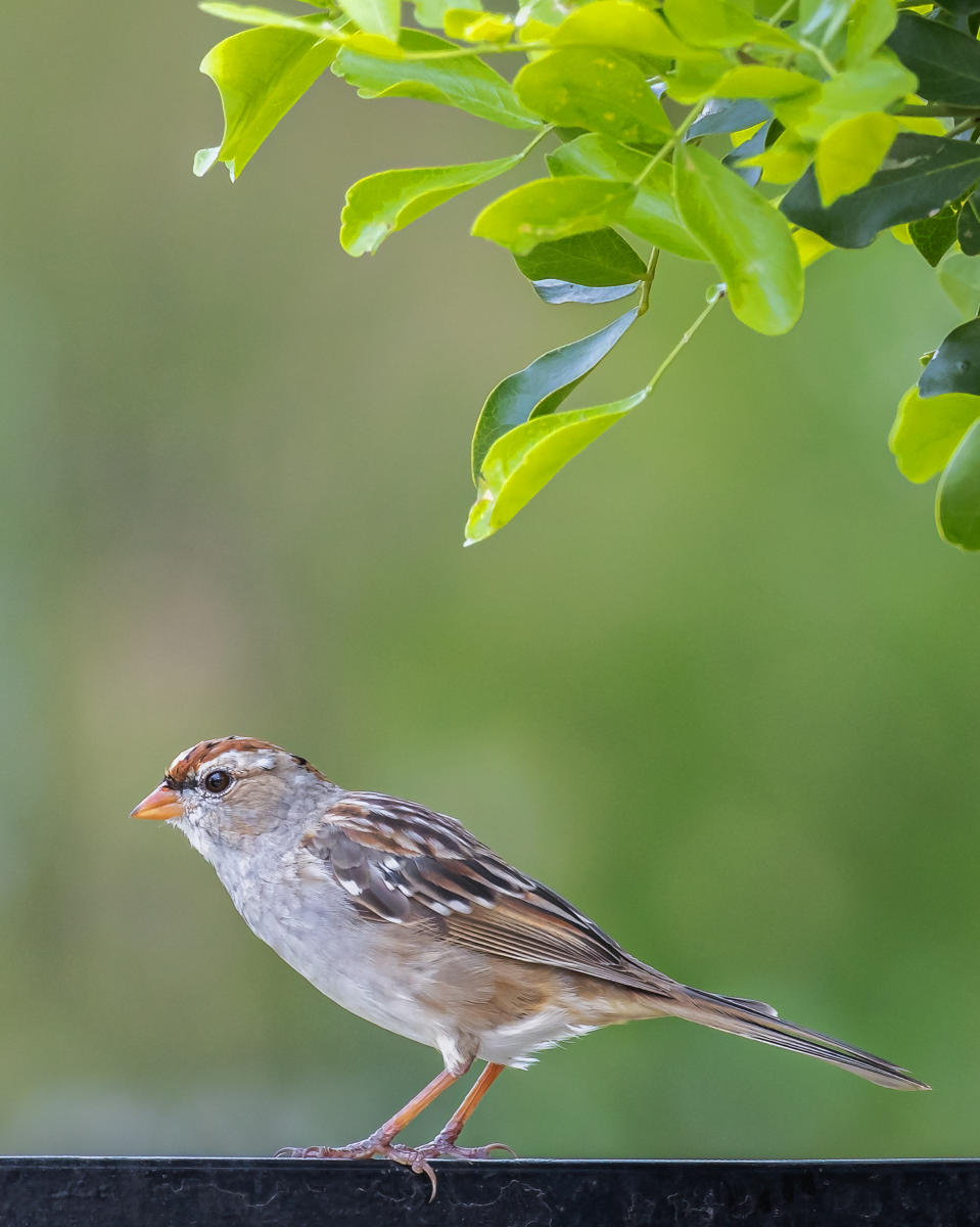 Birds | | Marisa Bascope Photo