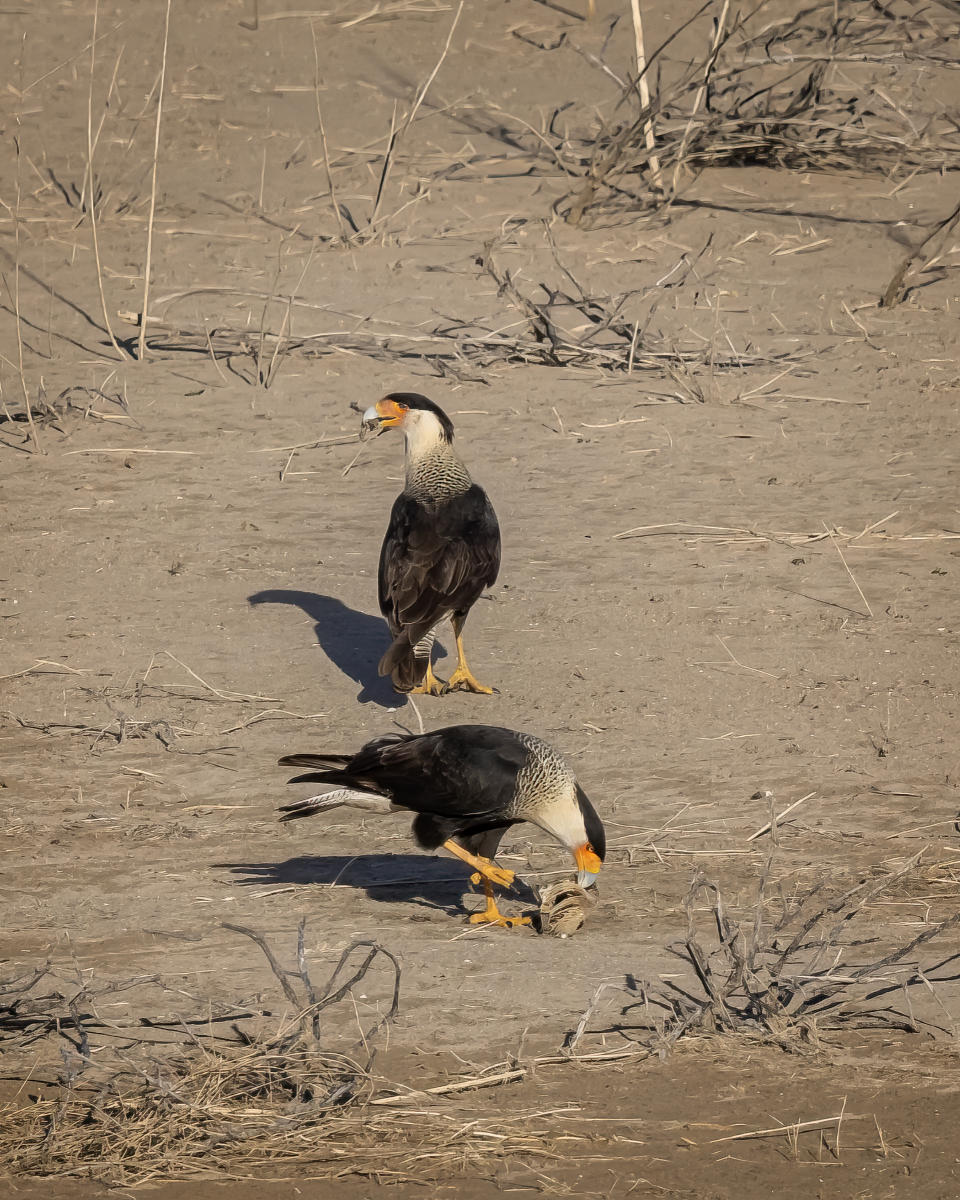 Birds | | Marisa Bascope Photo